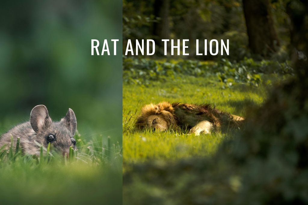 Rat And The Lion I Story By Parth, 9, Bangalore
