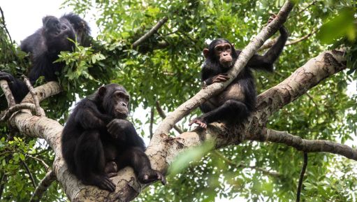 Jane Goodall: The Woman Who Changed How We See Chimpanzees and Nature