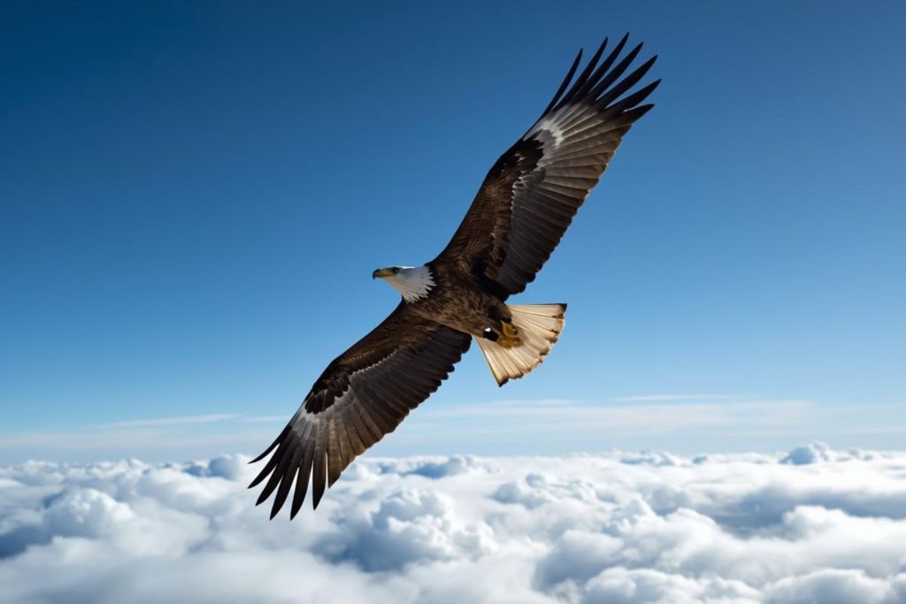 Eagle's lament on pollution of the high skies I Poem By Faith